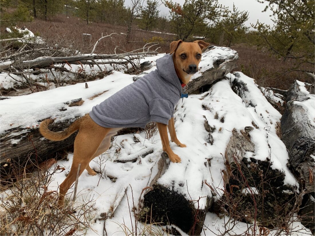 Archie loves a bit of snow | News, Sports, Jobs - The Mining Journal